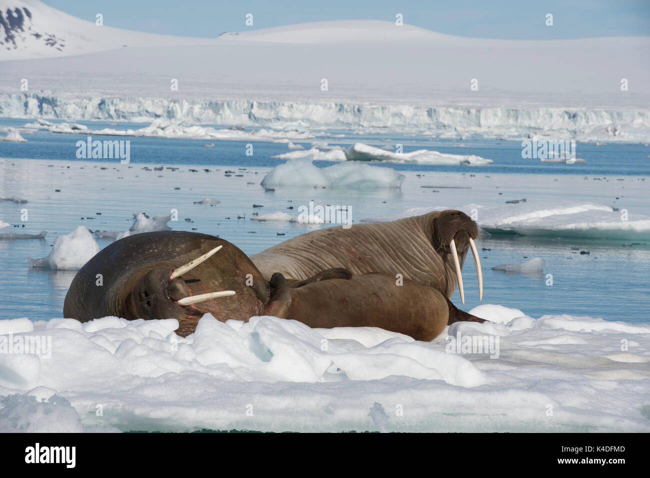 Walrus family hi-res stock photography and images - Alamy