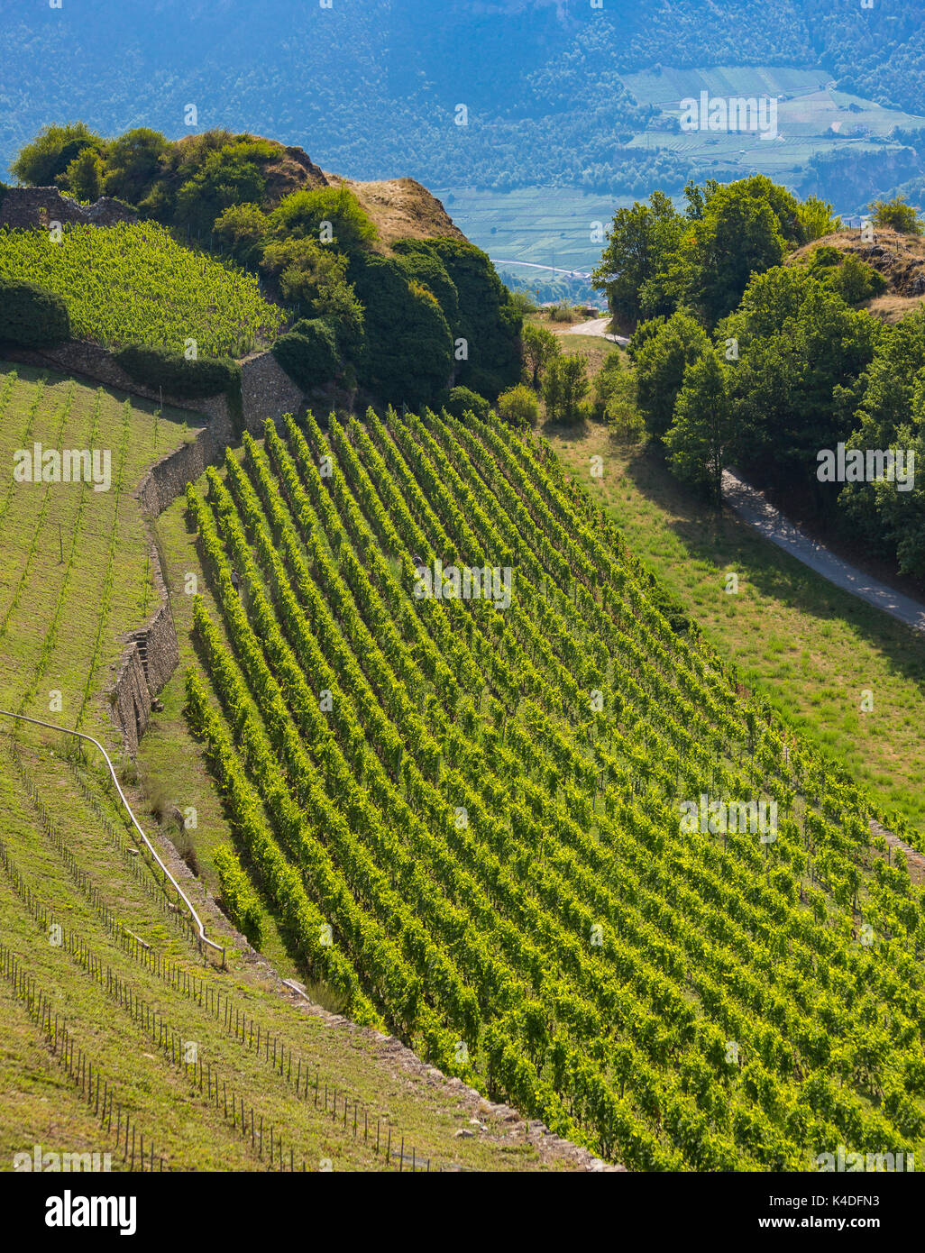 SION, SWITZERLAND - Grape vineyard agriculture Stock Photo - Alamy