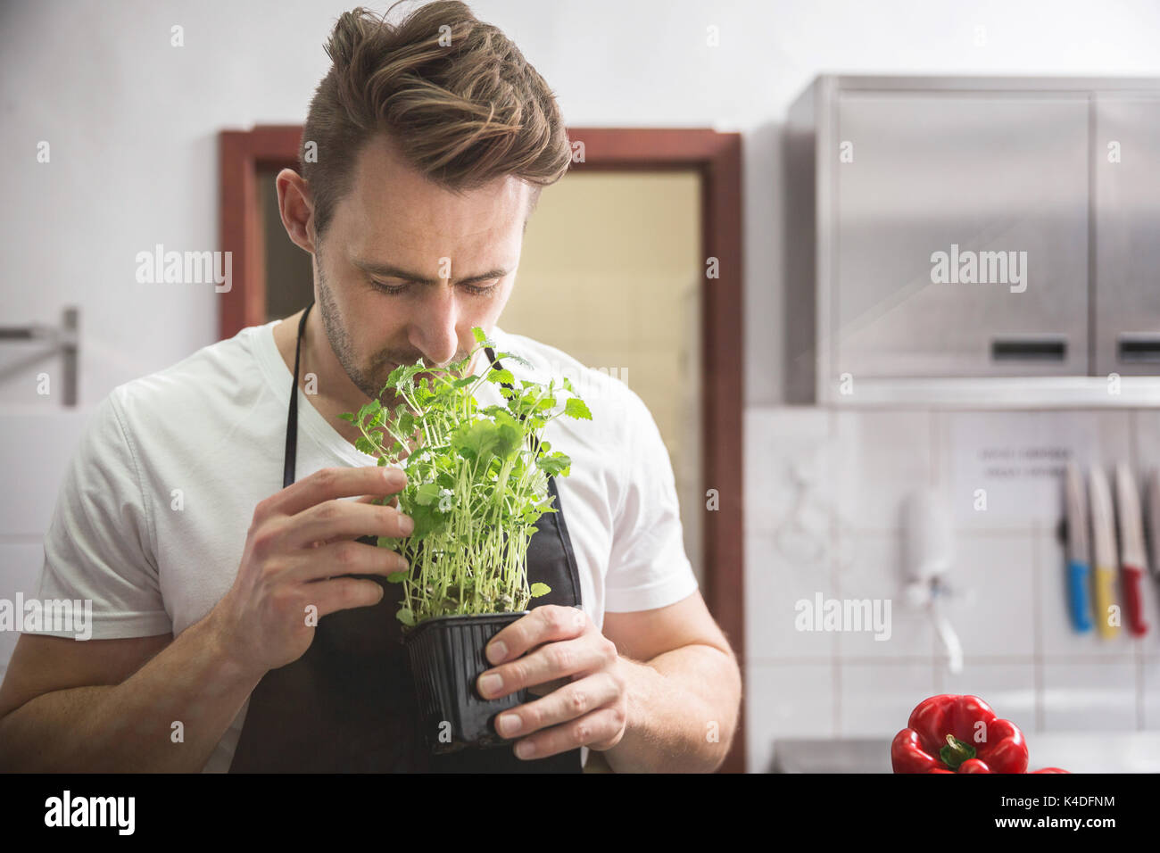 Portrait of handsome chef in the kitchen smelling lemon balm Stock ...