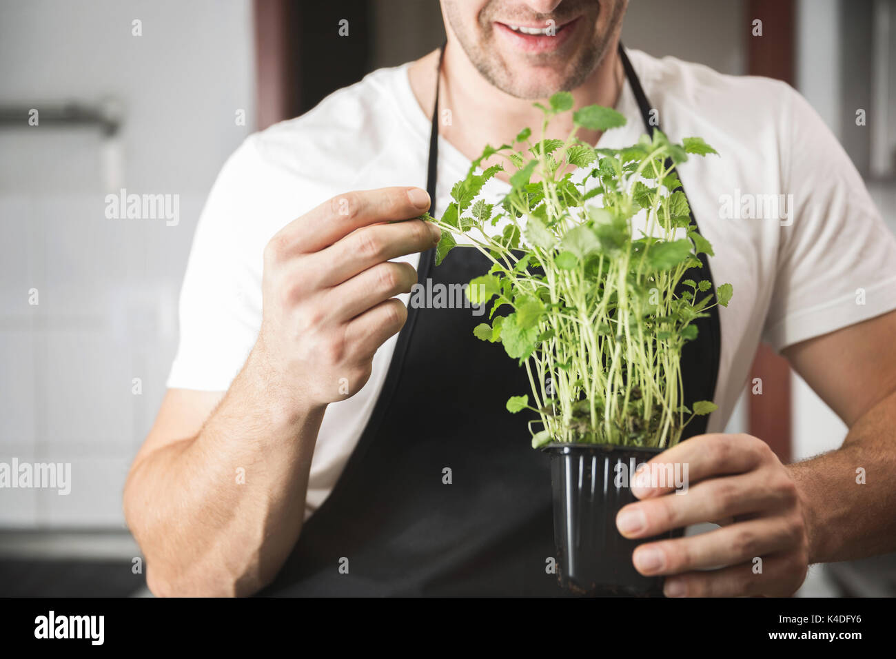 Close up portrait of happy chef holding pot of lemon balm Stock Photo ...