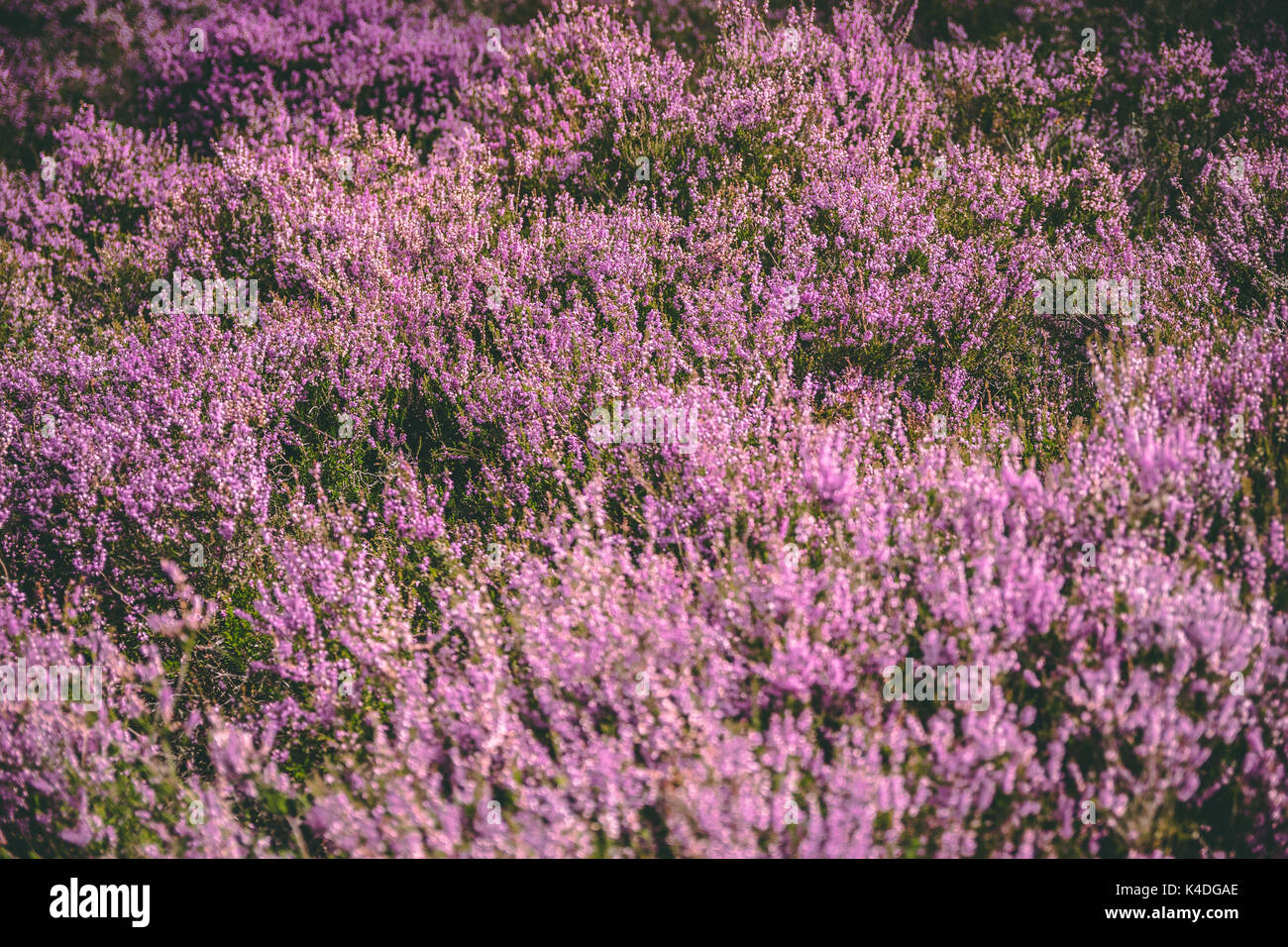 Scottish heather hi-res stock photography and images - Alamy