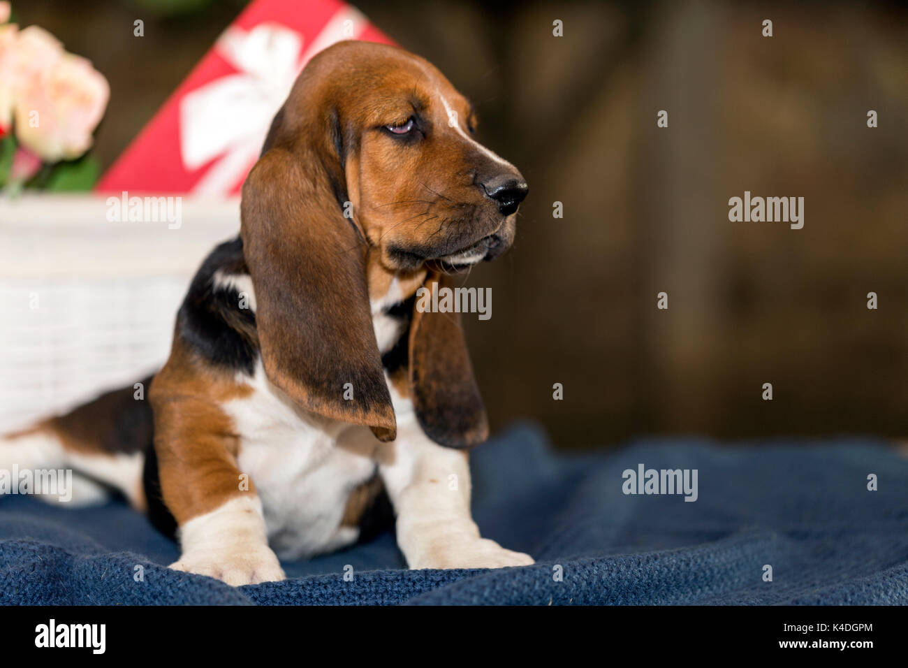 Sweet and gentle puppy Basset Hound, with sad eyes and very long ears ...