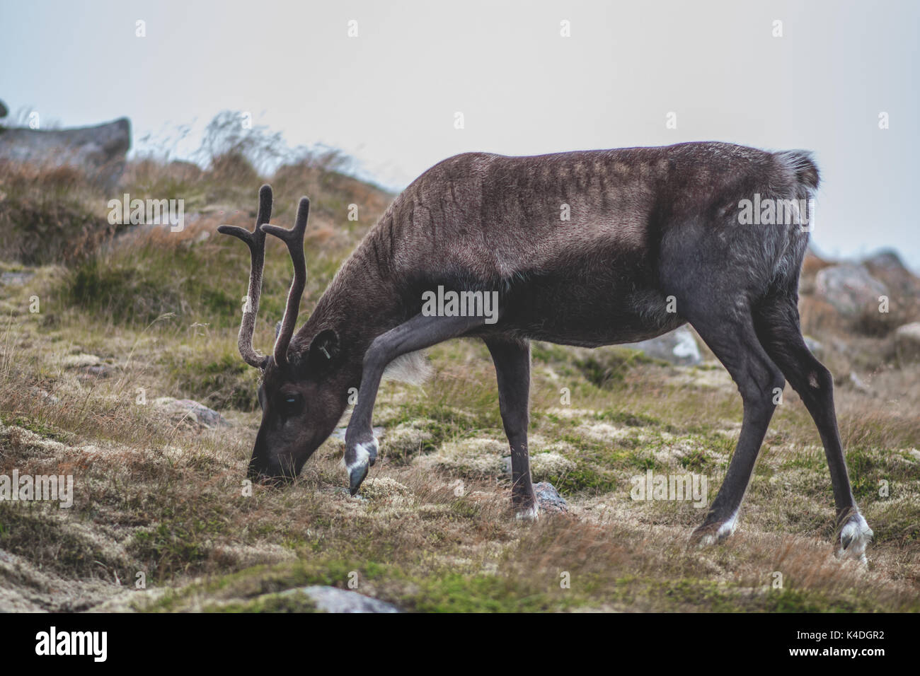 Cairngorm mountain hiking hi-res stock photography and images - Alamy