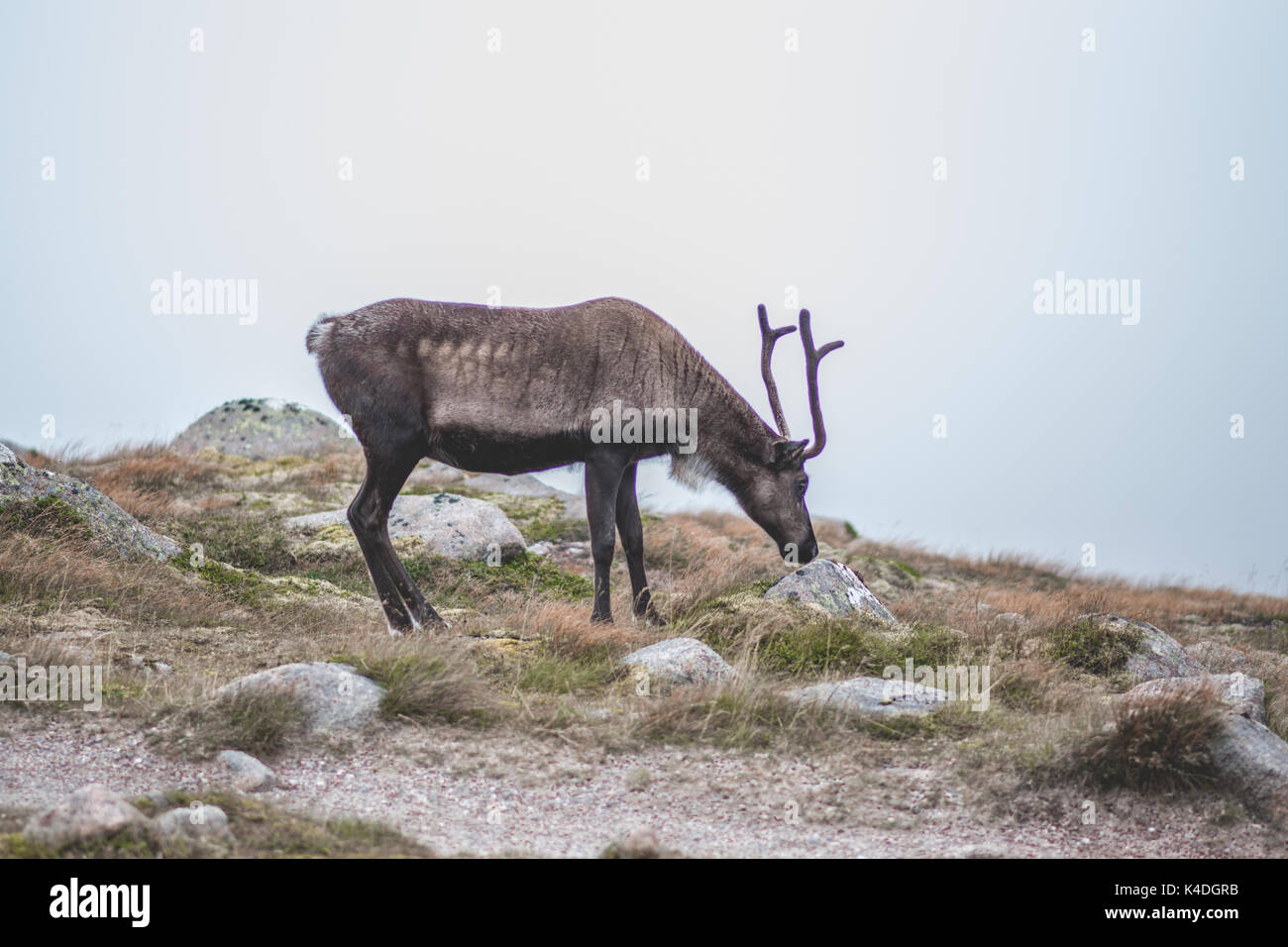 Reindeer in Cairngorm National Park, Scotland Stock Photo - Alamy