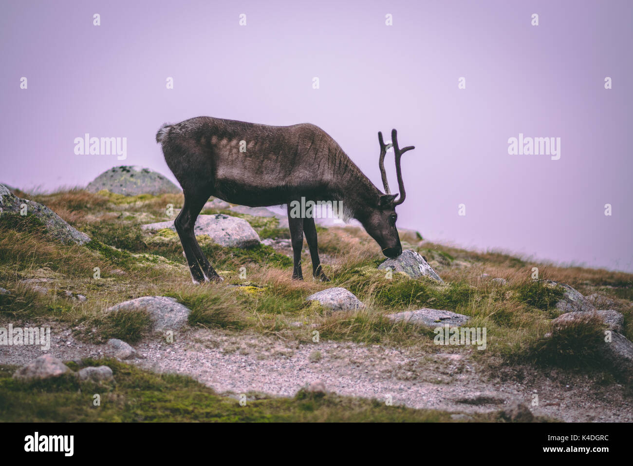 Highland wildlife park reindeer hi-res stock photography and images - Alamy