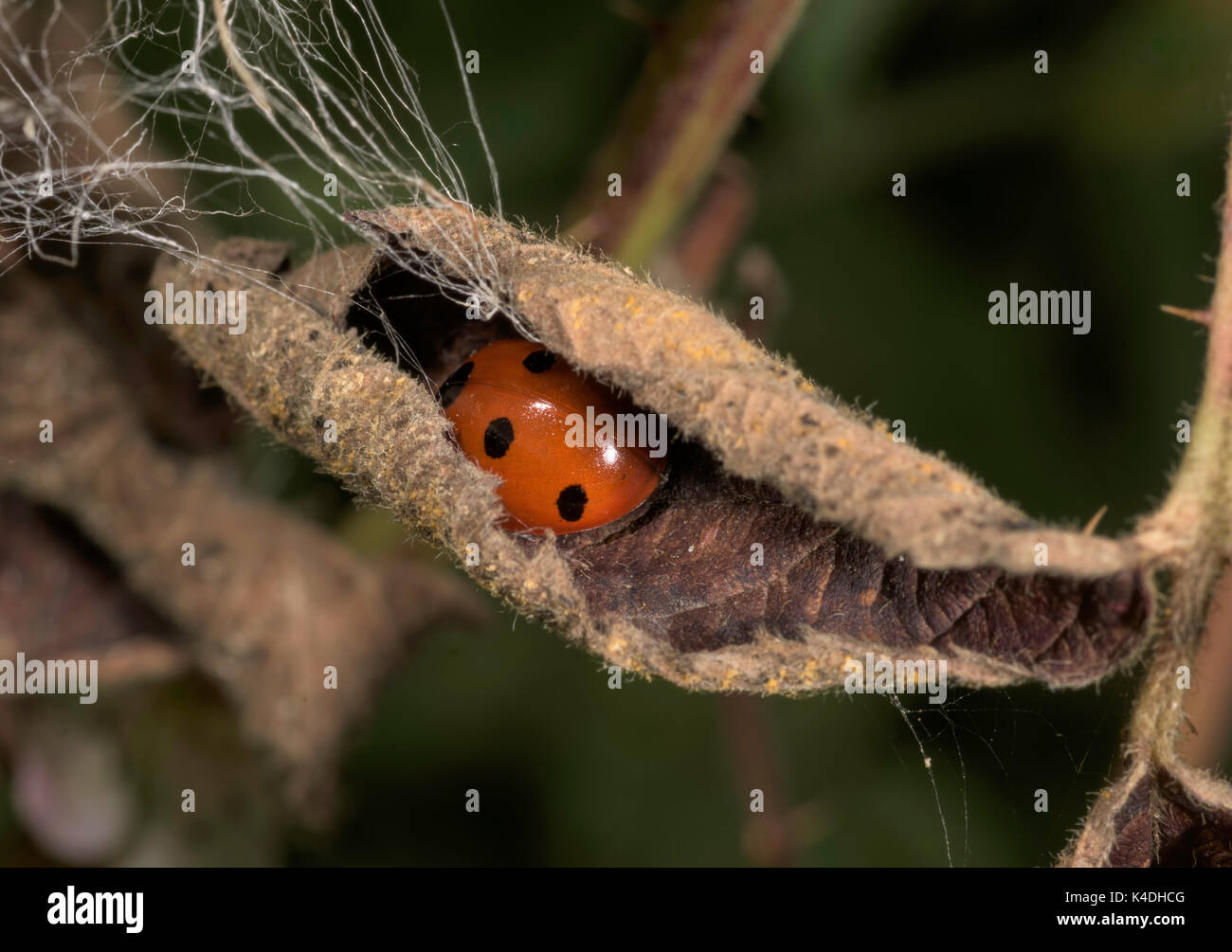 Hidden beetle hi-res stock photography and images - Alamy