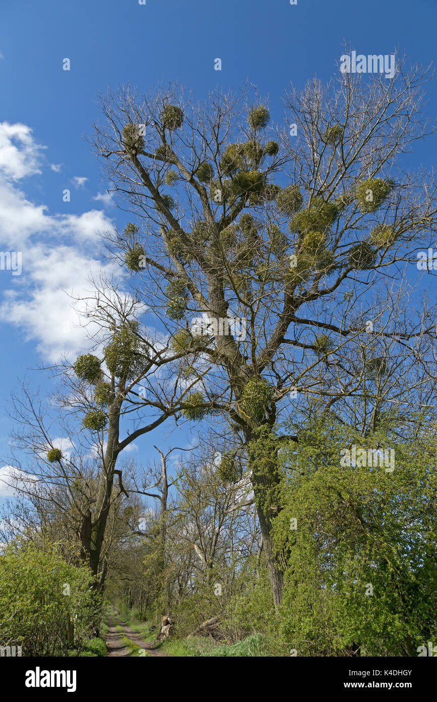Populus tree hi-res stock photography and images - Alamy