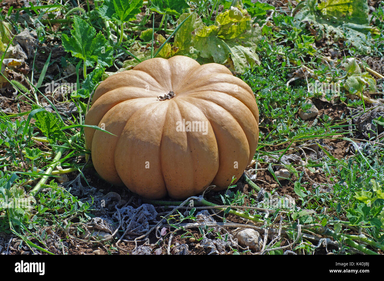 Pumkin food hi-res stock photography and images - Alamy