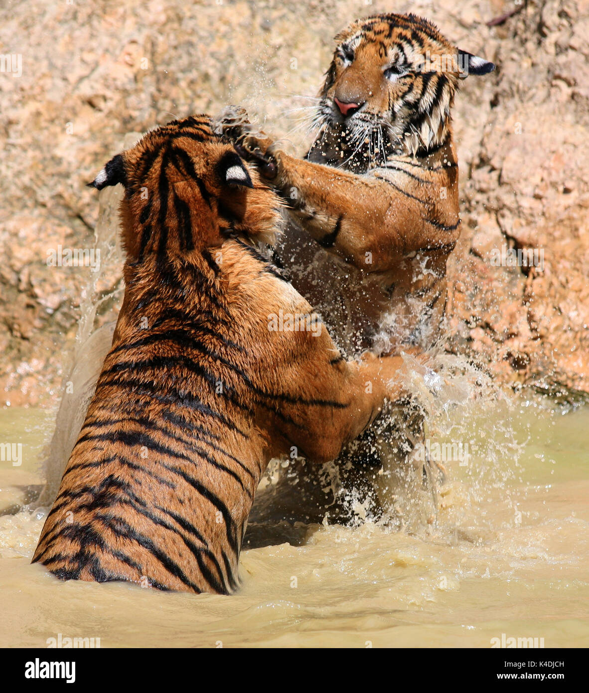 Hot day. Closeup portrait of two Indo-Chinese Tigers, playing in the ...