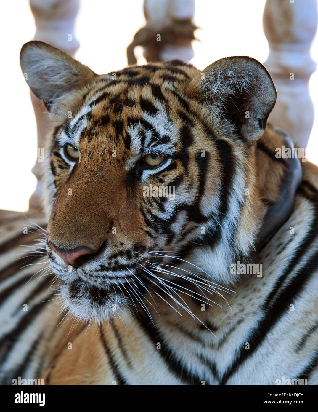 Hot day. Closeup portrait of a Big Indo-Chinese tiger in the Buddhist ...