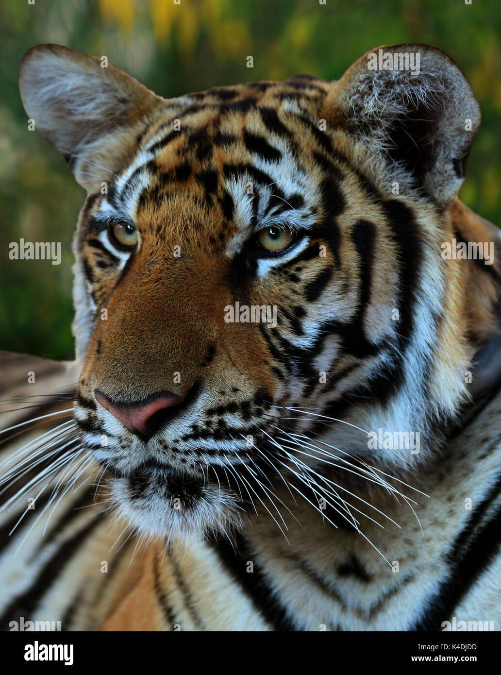 Hot day. Closeup portrait of a Big Indo-Chinese tiger in the Buddhist ...