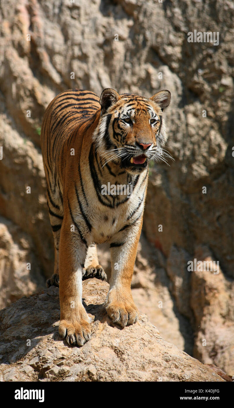 Hot day. Closeup portrait of Big tiger standing on rock in lake in the ...