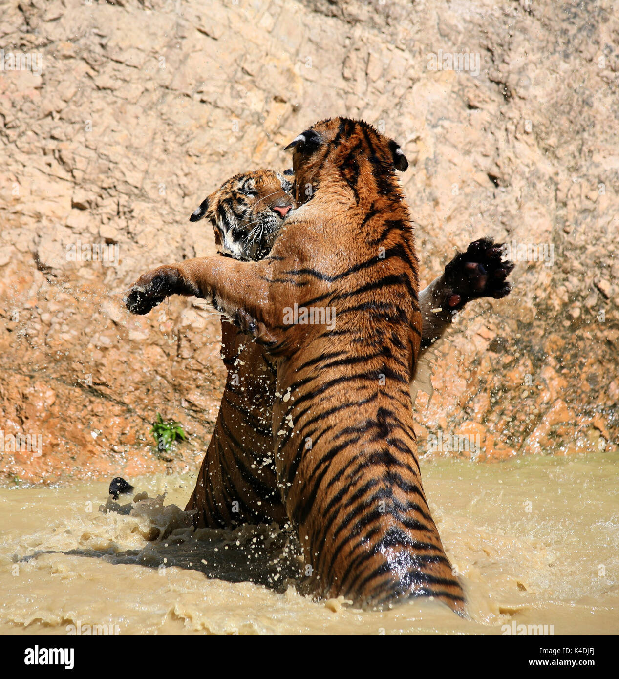 Portrait indochinese tiger corbetts tiger hi-res stock photography and ...