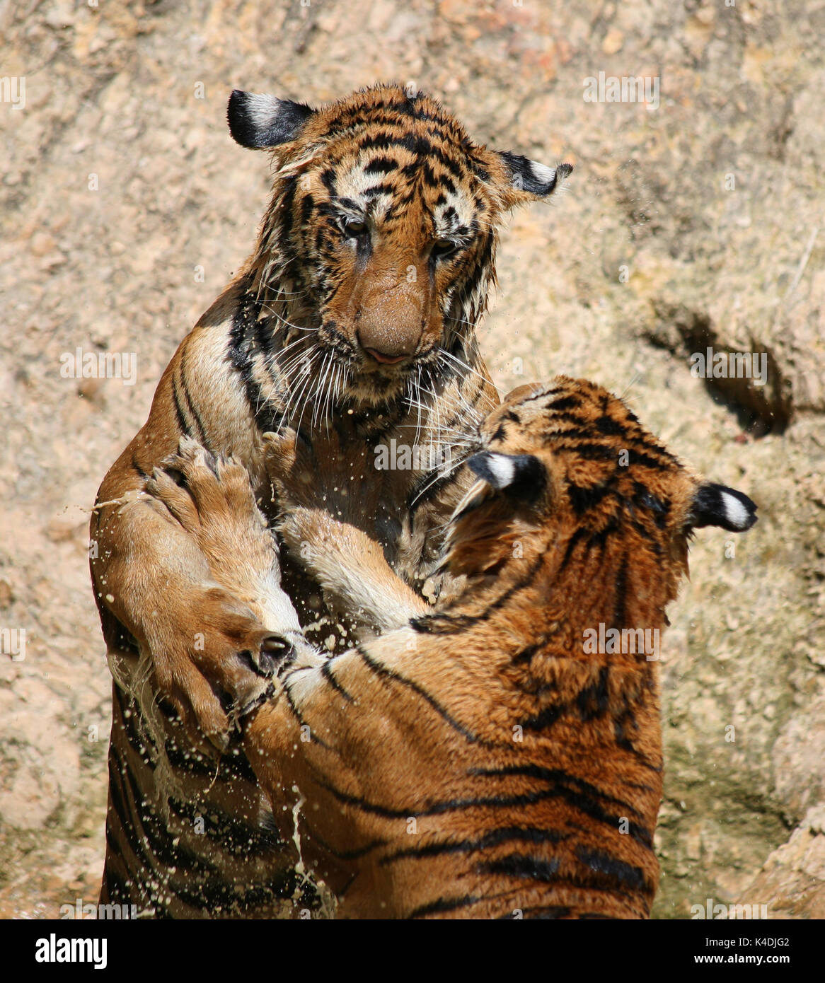 Two tigers by the lake hi-res stock photography and images - Alamy