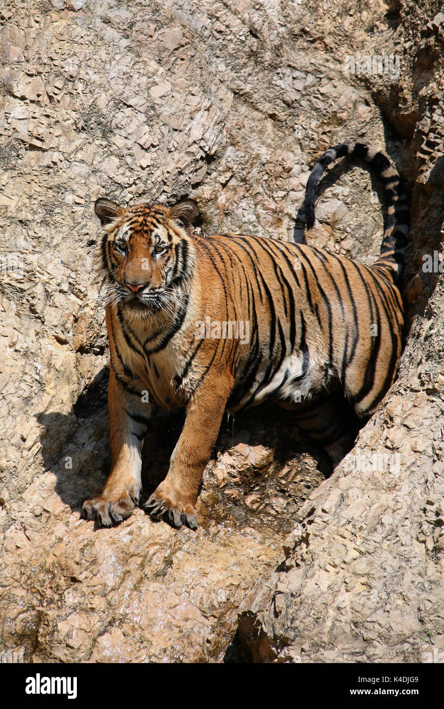 Hot day. Closeup portrait of Big tiger standing on rock in lake in the ...