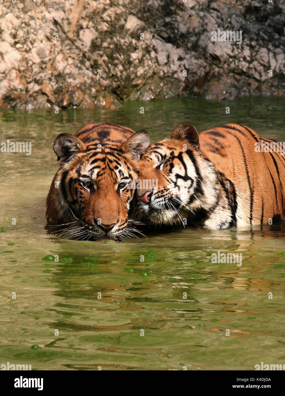Hot day. Tiger Love and tenderness. Lovers tigers in the lake in the ...