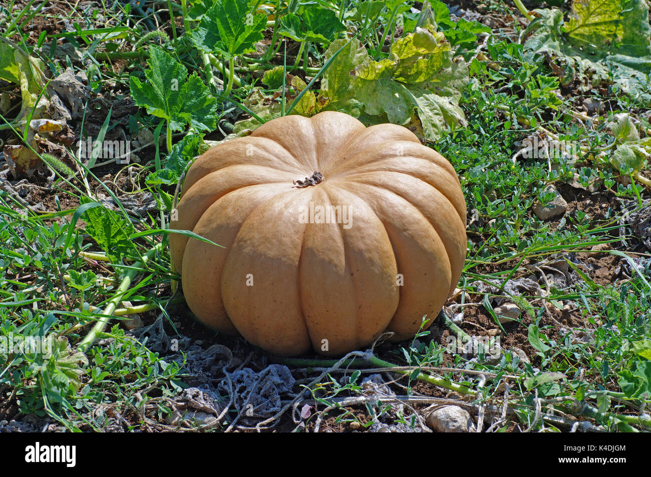 Pumkin food hi-res stock photography and images - Alamy
