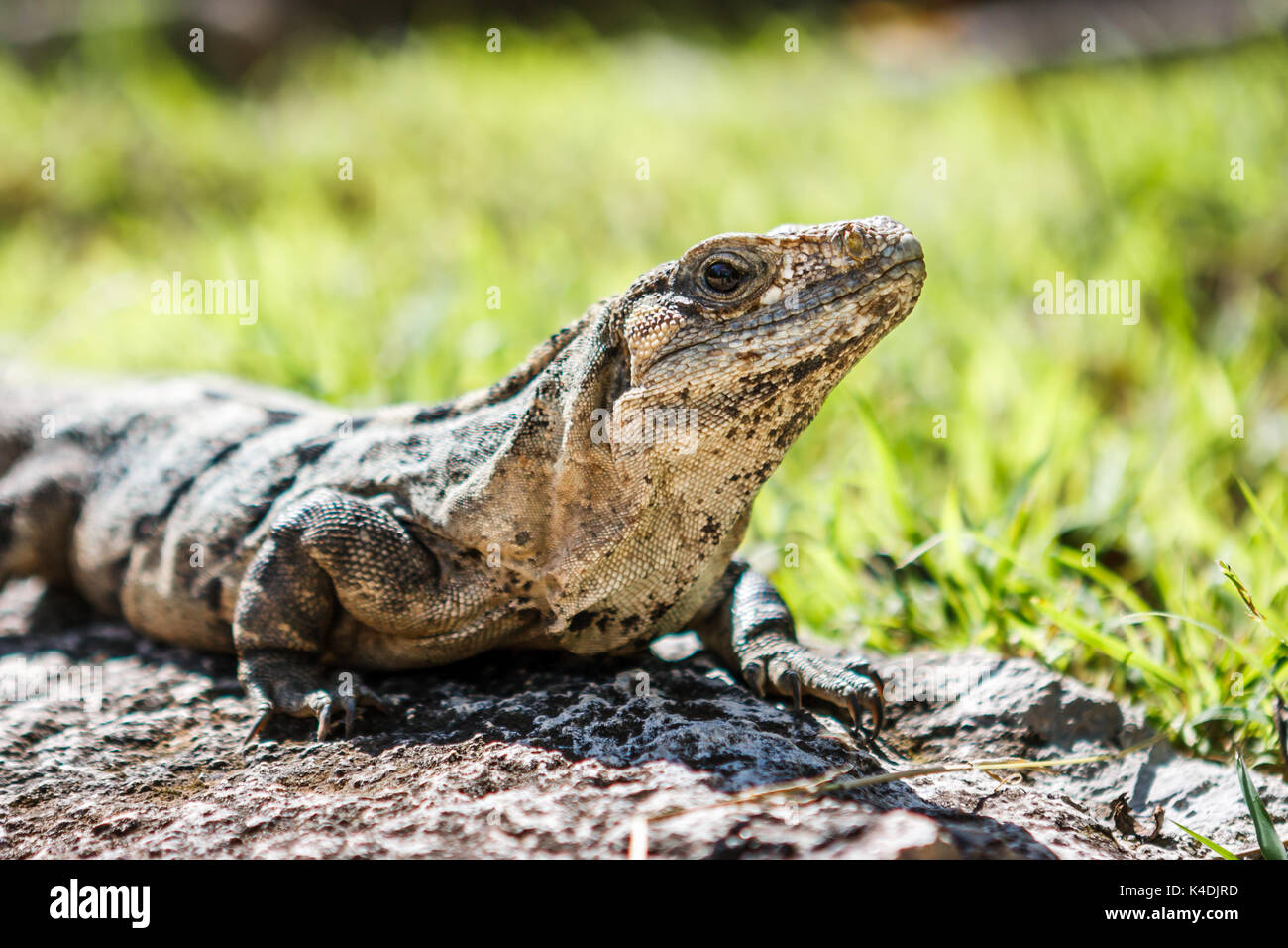 Closeup of an Iguana at Chichen Itza, Yucatan, Mexico Stock Photo - Alamy