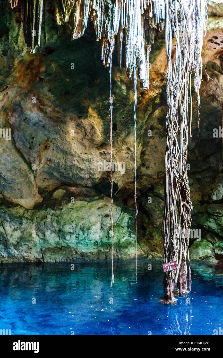 Stalactites mixed with roots in the the Cuzama Cenote, Yucatan, Mexico ...