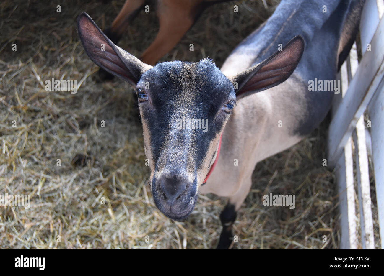 Curious goat in a pen Stock Photo - Alamy