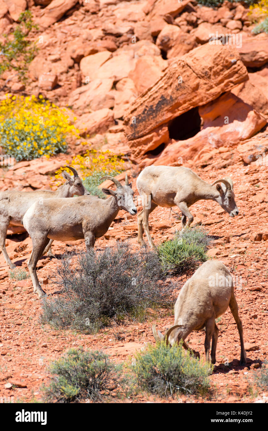 Photograph of Desert Bighorn Sheep (Ovis canadensis nelsoni) observed ...