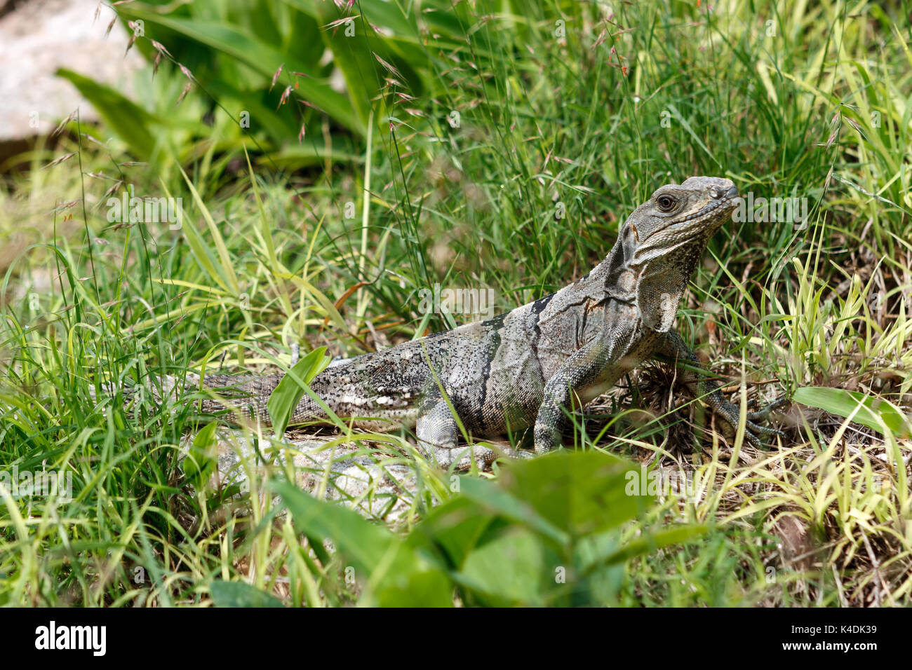 Side-front view of an Iguana in the grass at the Uxmal archaeological ...