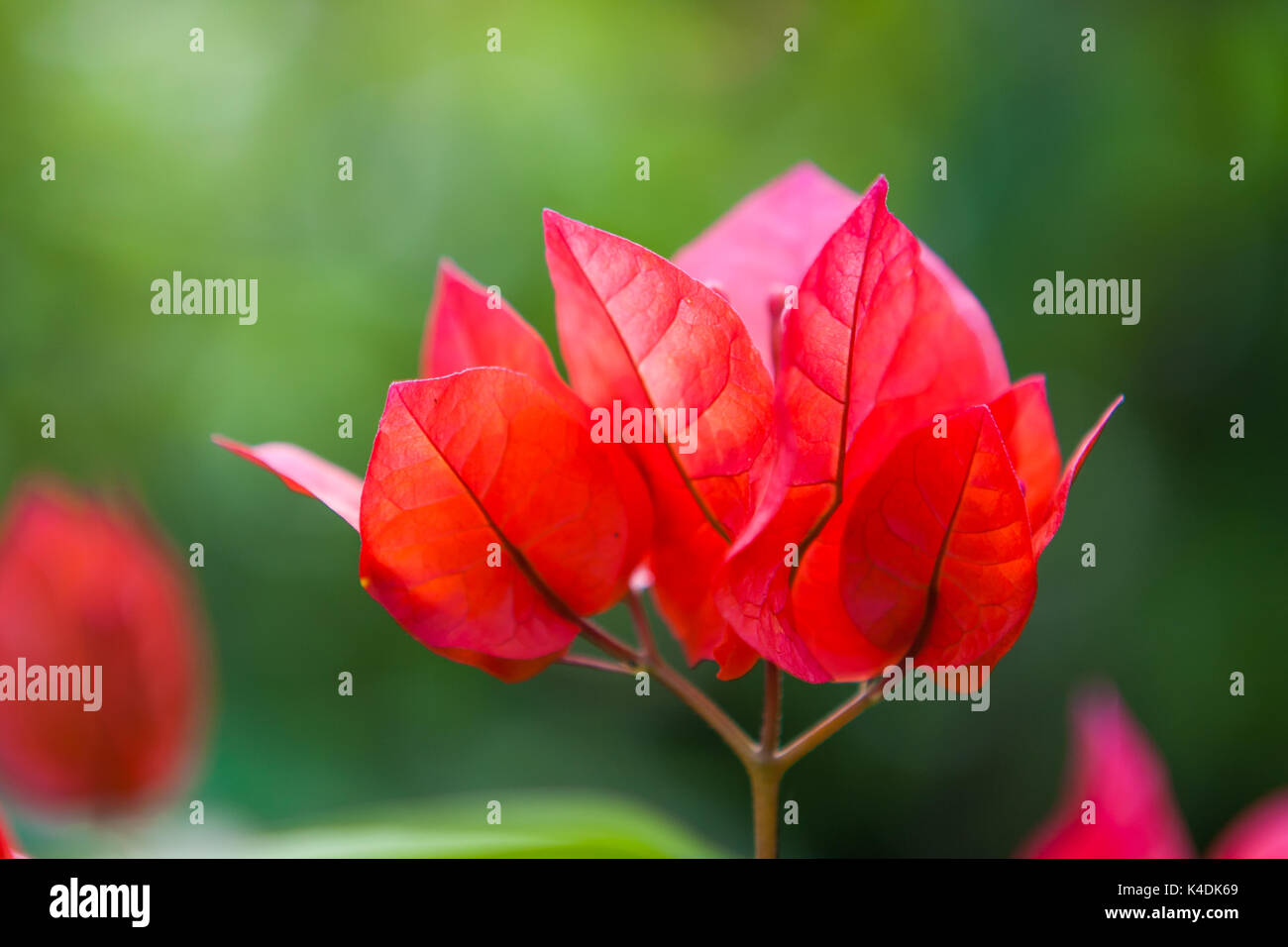 Red flower on a green background, Uxmal archaeological site, Yucatan ...