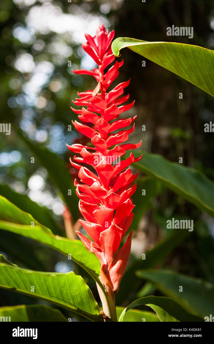 Flora de mexico central hi-res stock photography and images - Alamy