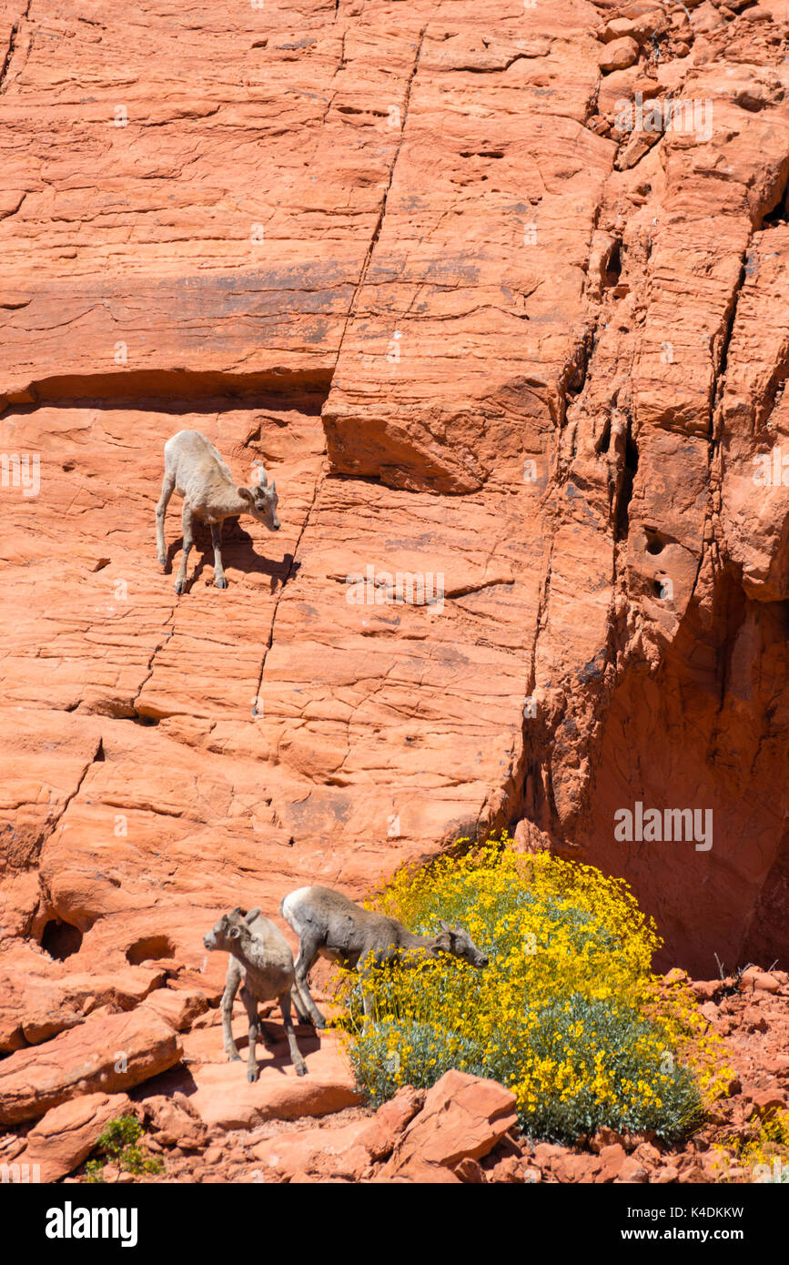Photograph of Desert Bighorn Sheep (Ovis canadensis nelsoni) observed ...