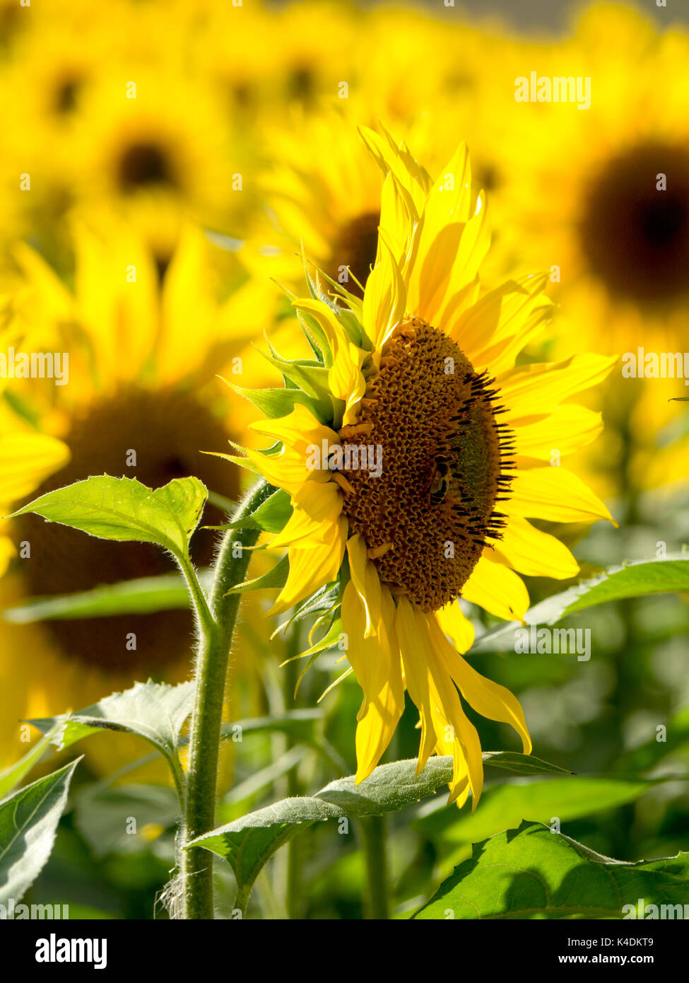 Facing sideways hi-res stock photography and images - Alamy