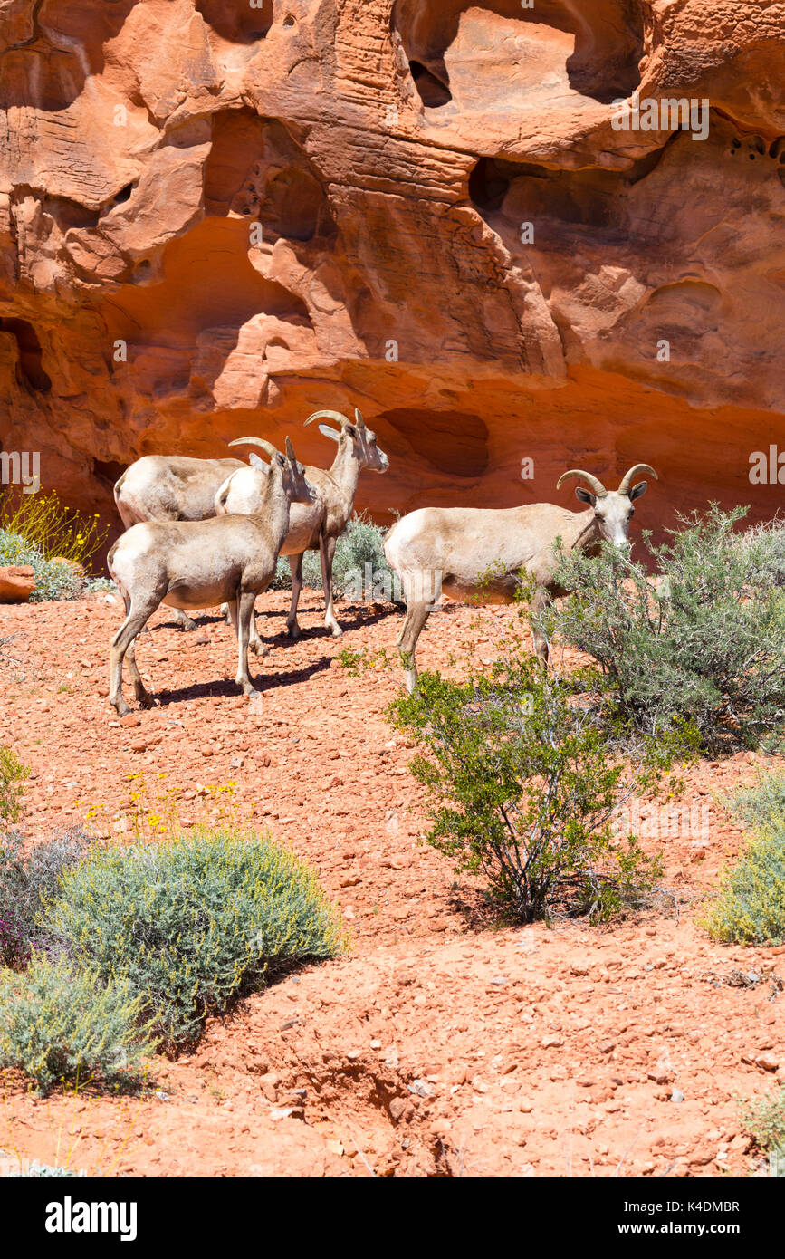 Photograph of Desert Bighorn Sheep (Ovis canadensis nelsoni) observed ...
