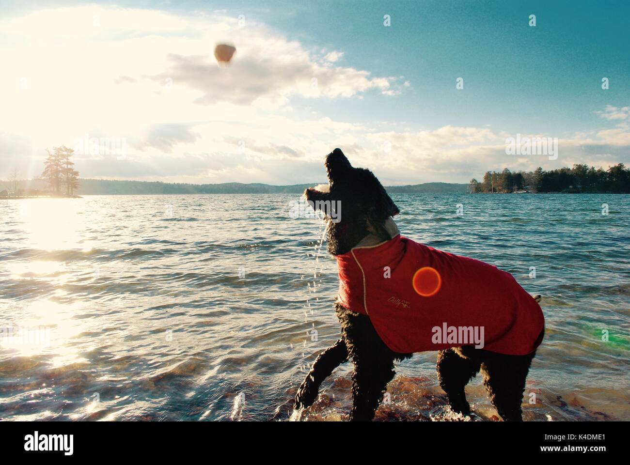 Snowball Dog High Resolution Stock Photography and Images - Alamy