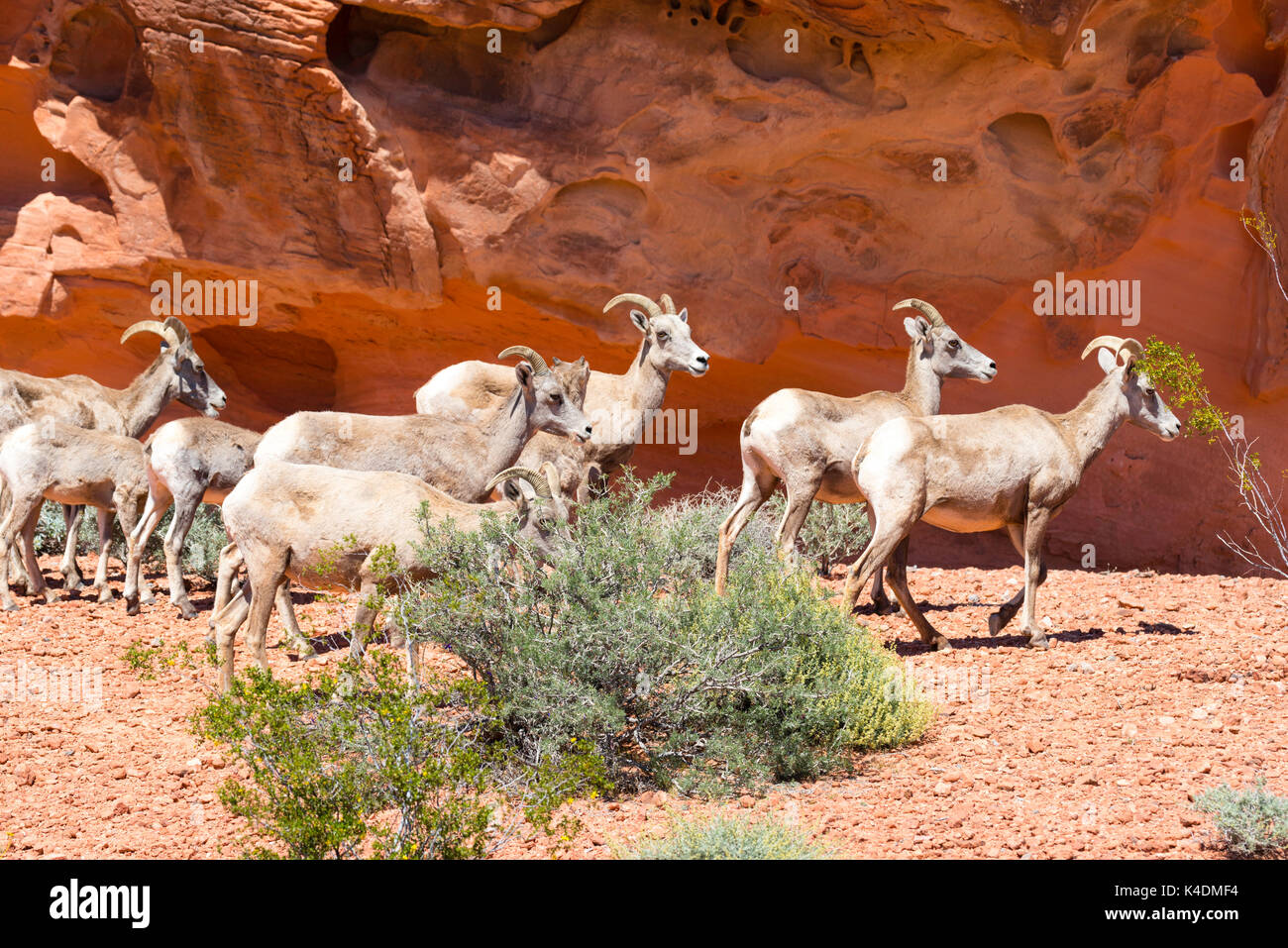 Photograph of Desert Bighorn Sheep (Ovis canadensis nelsoni) observed ...