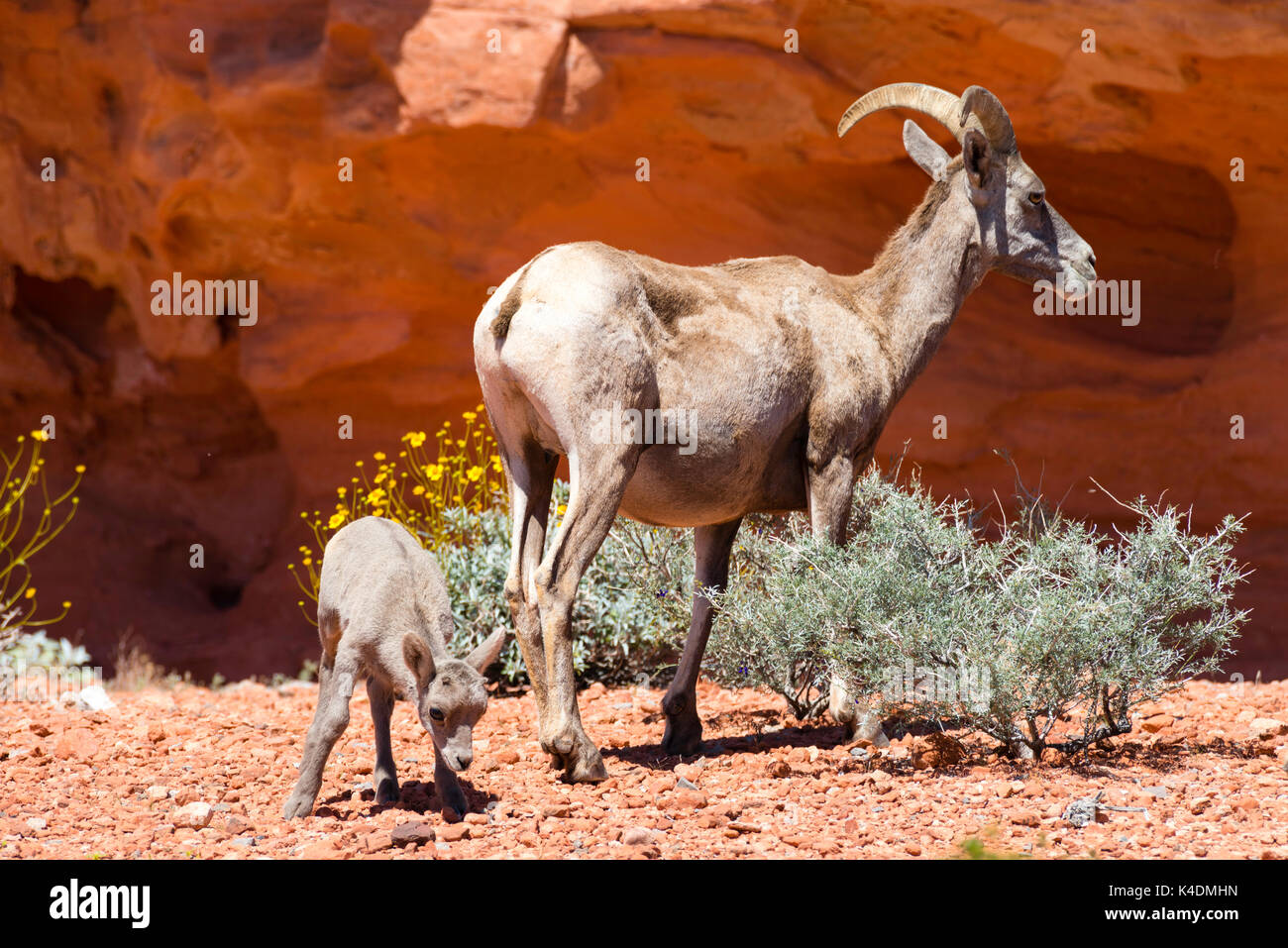 Photograph of Desert Bighorn Sheep (Ovis canadensis nelsoni) observed ...