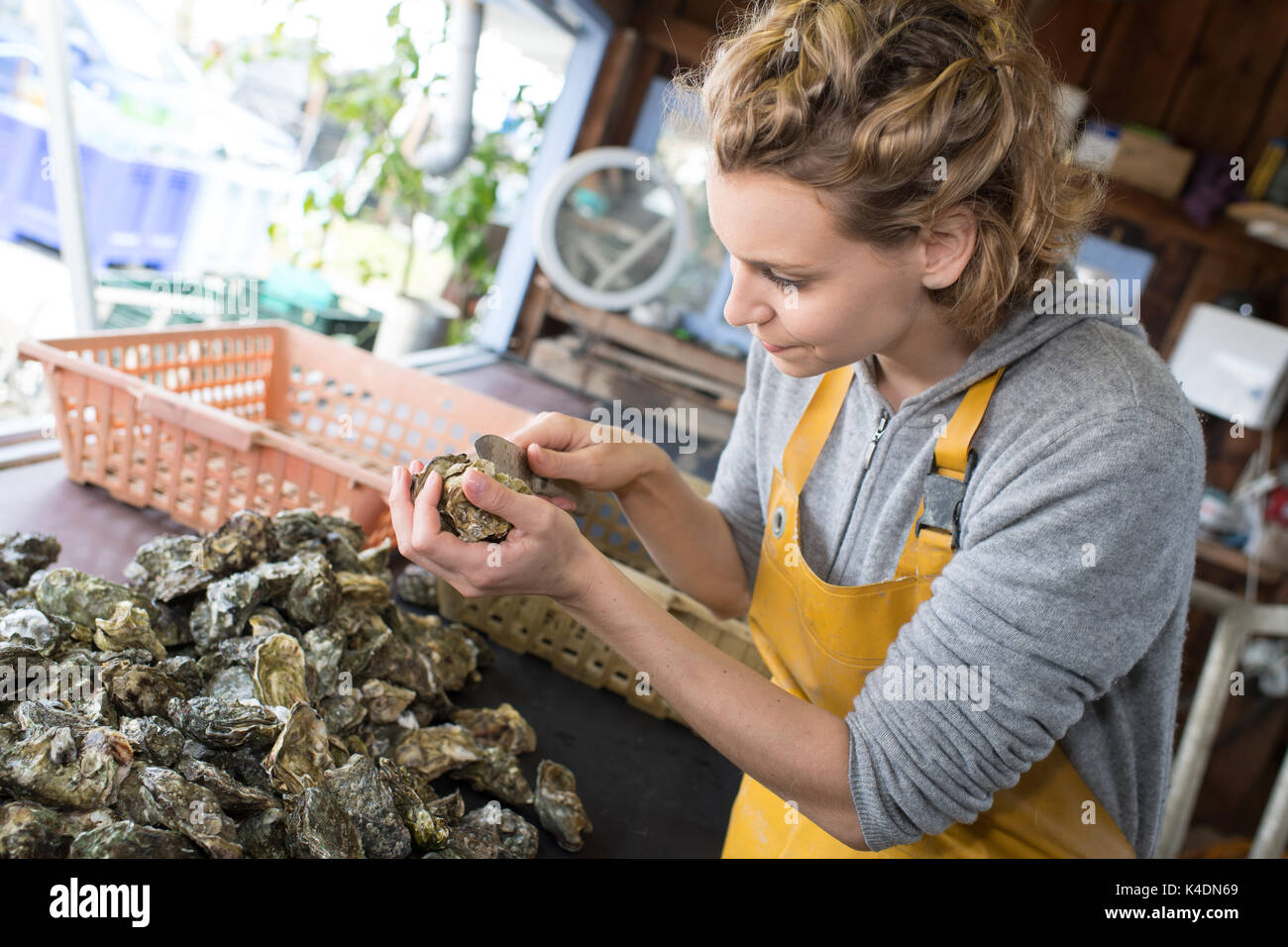 woman opening oysters Stock Photo - Alamy