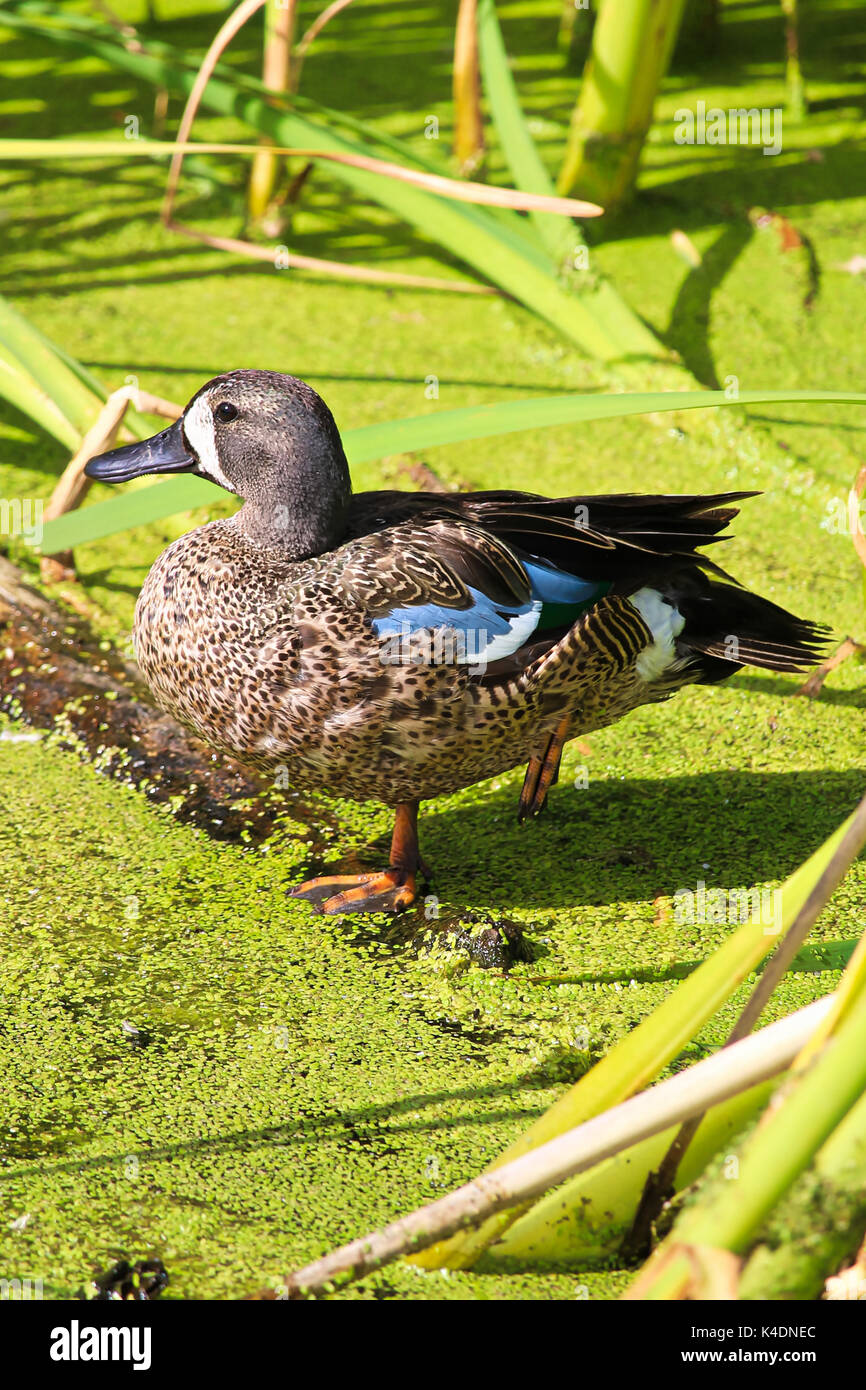 A blue- winged teal duck balancing on one foot against a green ...