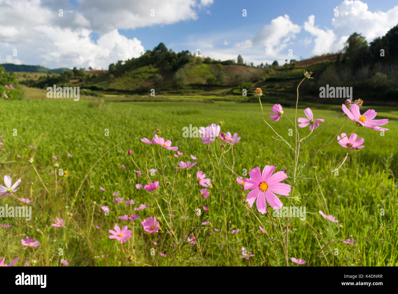 Pink flowers in the landscape,Shan State, Burma, Myanmar, South East ...