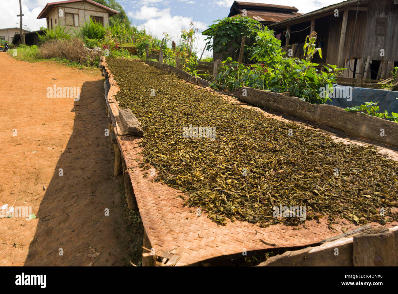 Burma tea plantation hi-res stock photography and images - Alamy