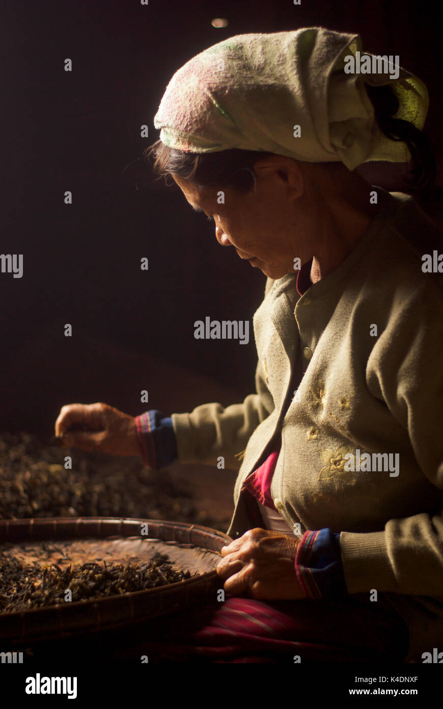 Sorting tea leaves hi-res stock photography and images - Alamy