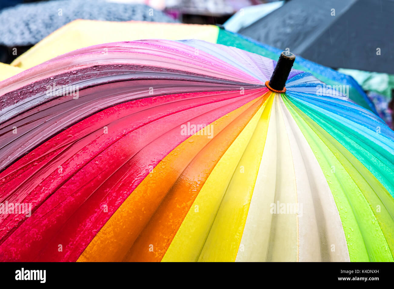 Colorful Umbrellas In The Rain