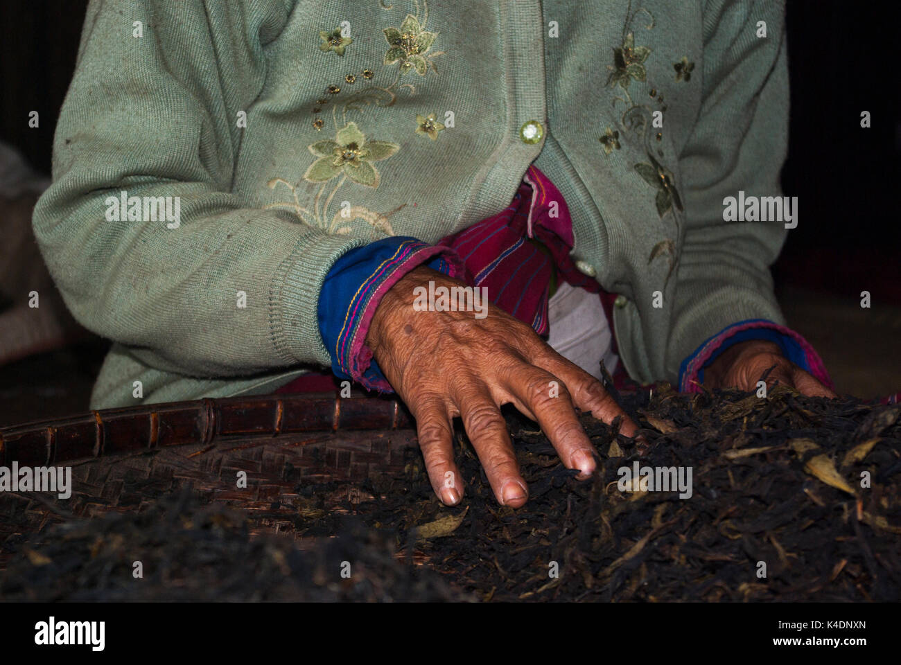 A Burmese woman sorting through tea by hand indoors,Shan State, Burma ...