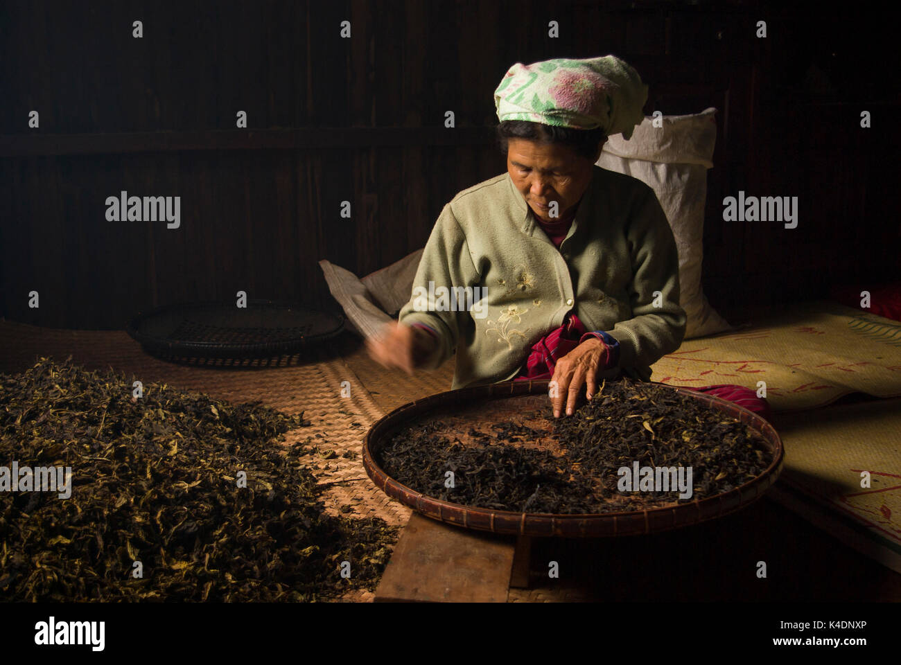 A Burmese woman sorting through tea by hand indoors,Shan State, Burma ...