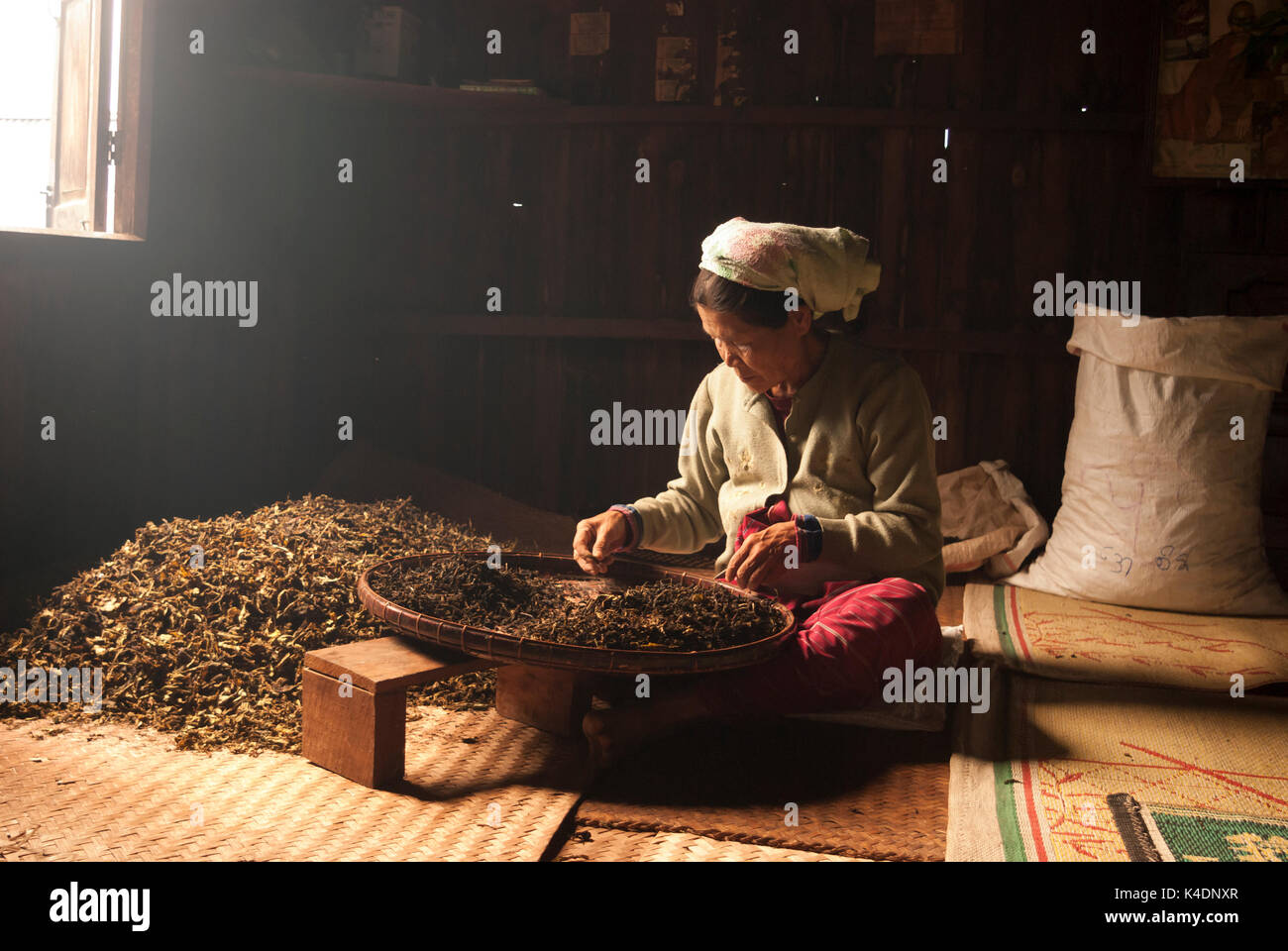 Burma tea plantation hi-res stock photography and images - Alamy