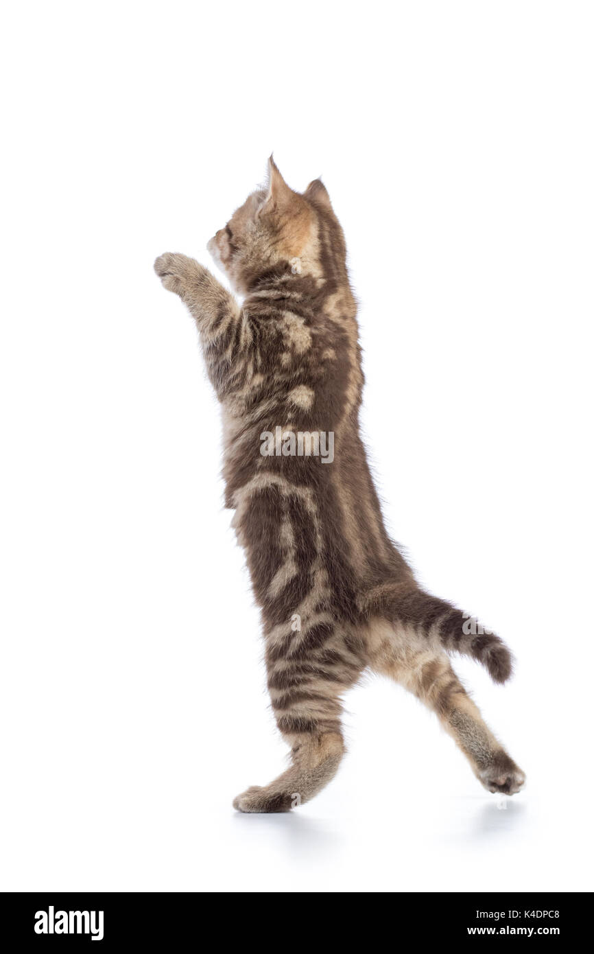 rear view of tabby-cat kitten standing on legs isolated Stock Photo - Alamy