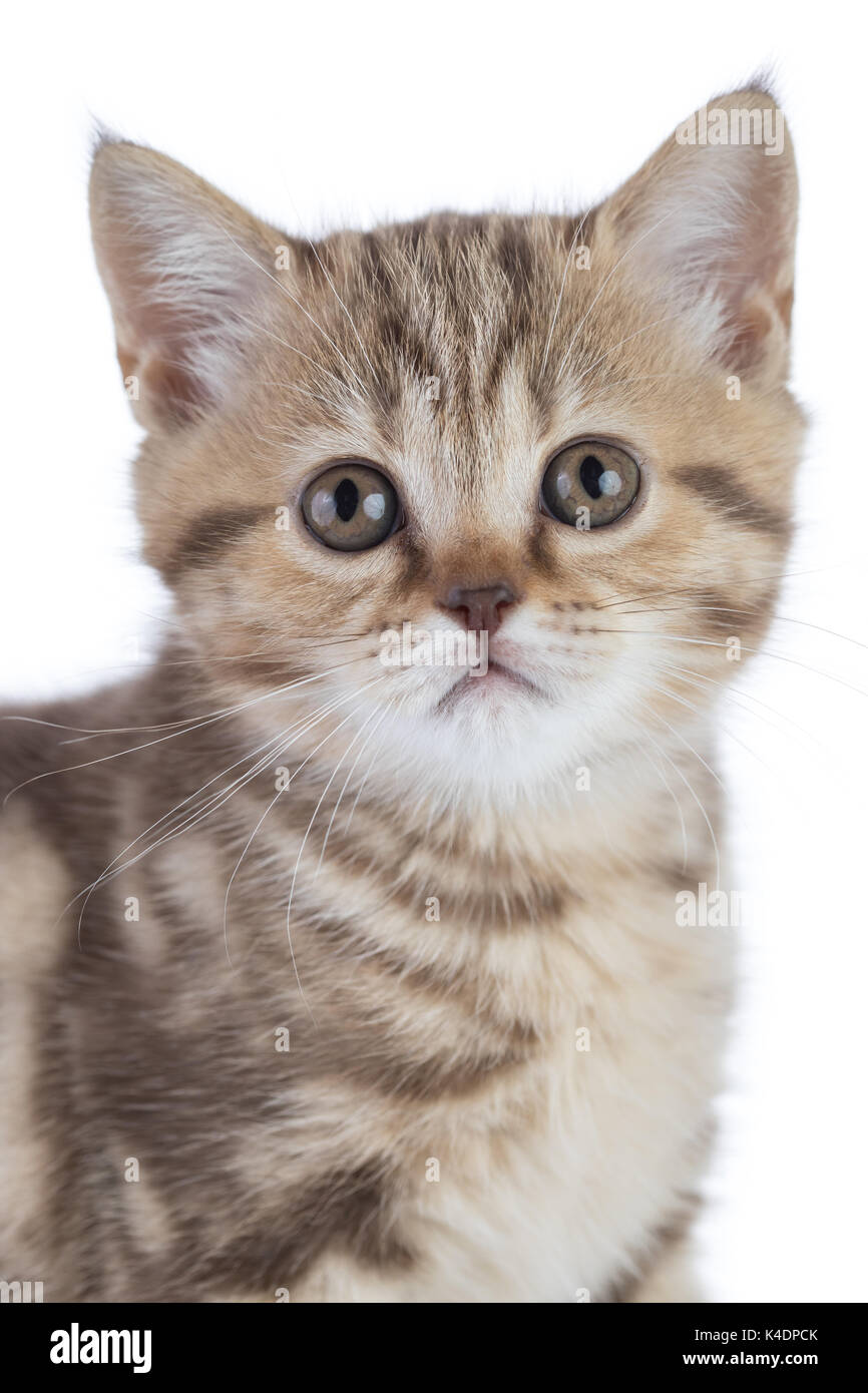 Half body kitten portrait in studio. Scottish shorthair young cat ...