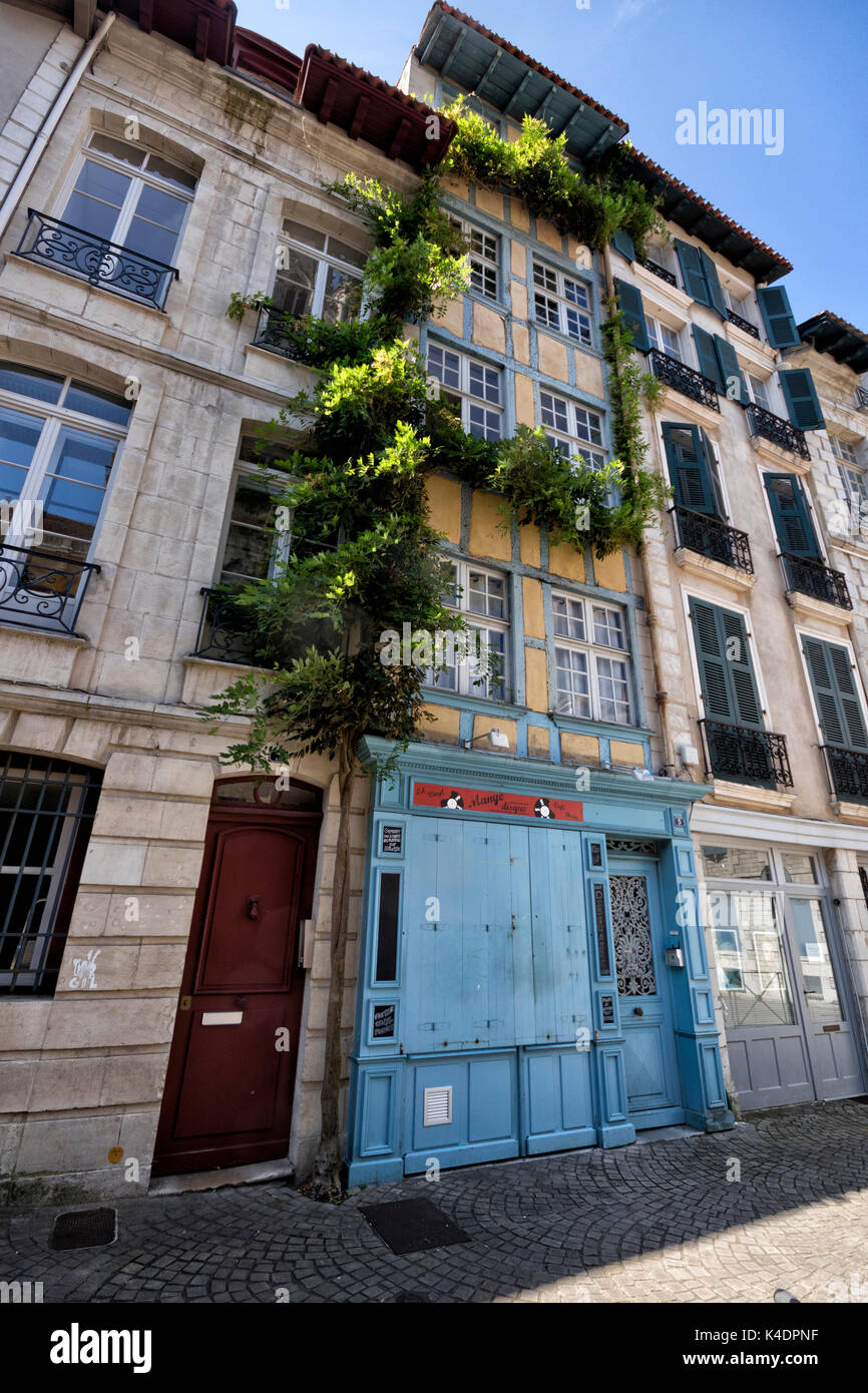 Tree growing on a facade from an old building with a blue shop Stock ...