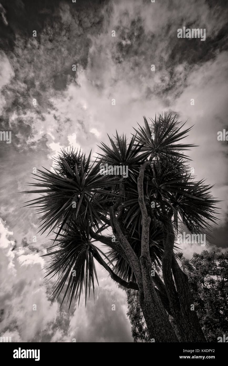 Cabbage tree point hi-res stock photography and images - Alamy