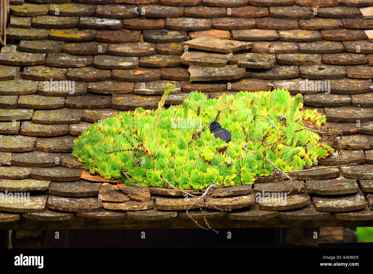 Common houseleek (Sempervivum tectorum) on house roof Stock Photo - Alamy