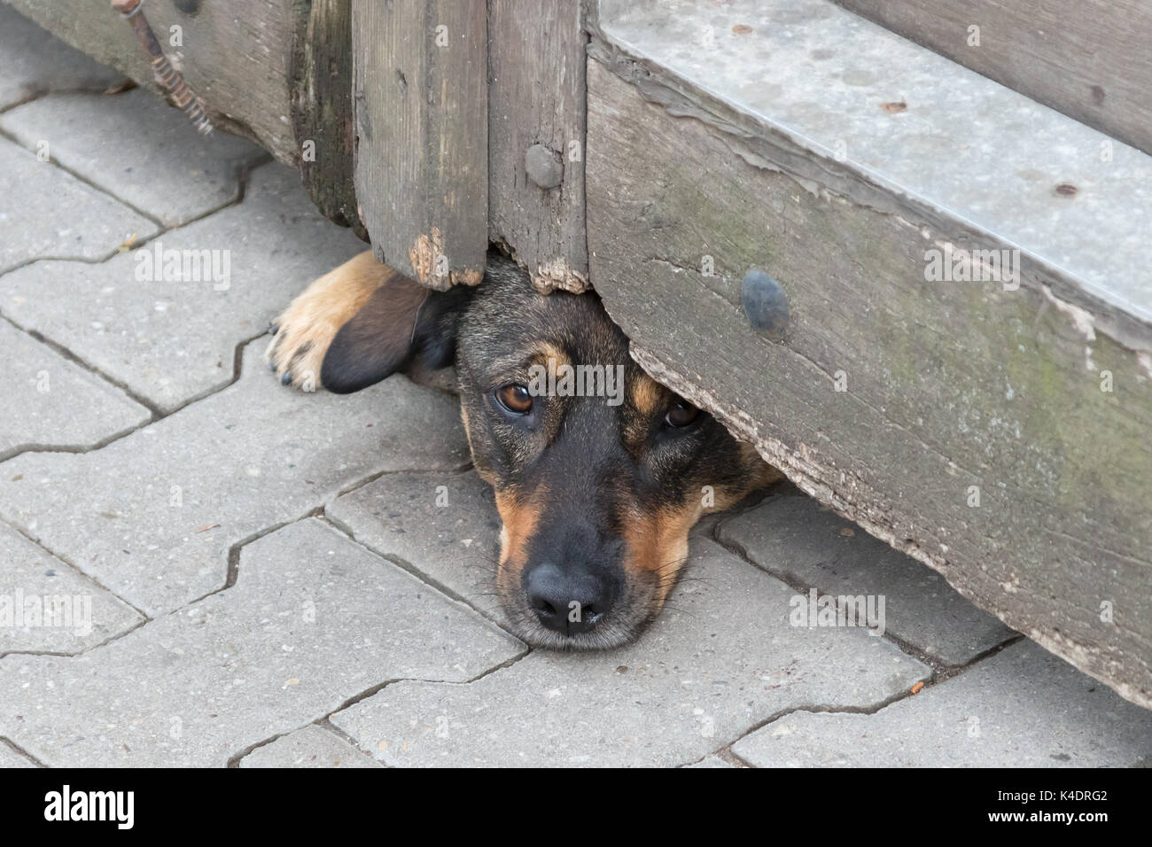 Dog under gate - Guarding the property, selective focus Stock Photo - Alamy