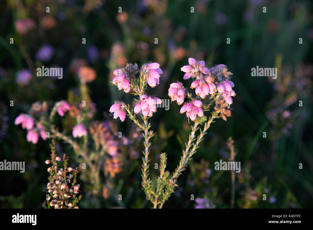 Cross-leaved heath (Erica tetralix), flowers Stock Photo - Alamy